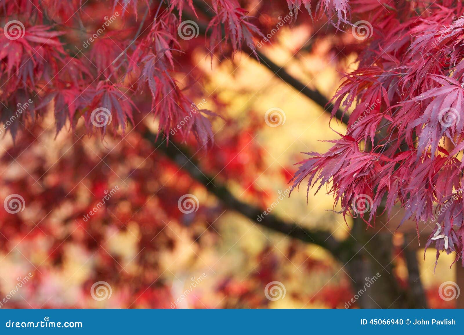 Abstract Background Red Japanese Maple Tree in Fall Autumn Stock Photo ...