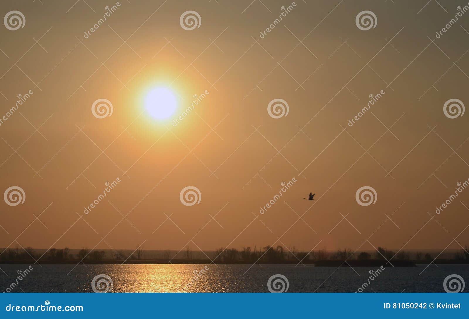 Abstract Background Red Sunset on River Bright Sun and Flying Bird in ...