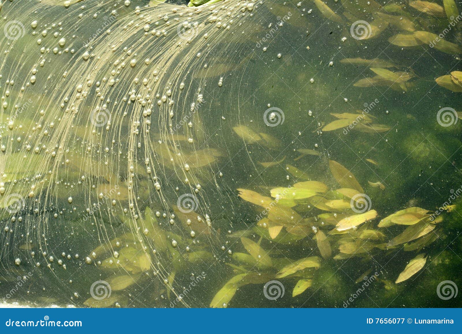 Abstract Background of River Surface Plants Stock Image - Image of ...