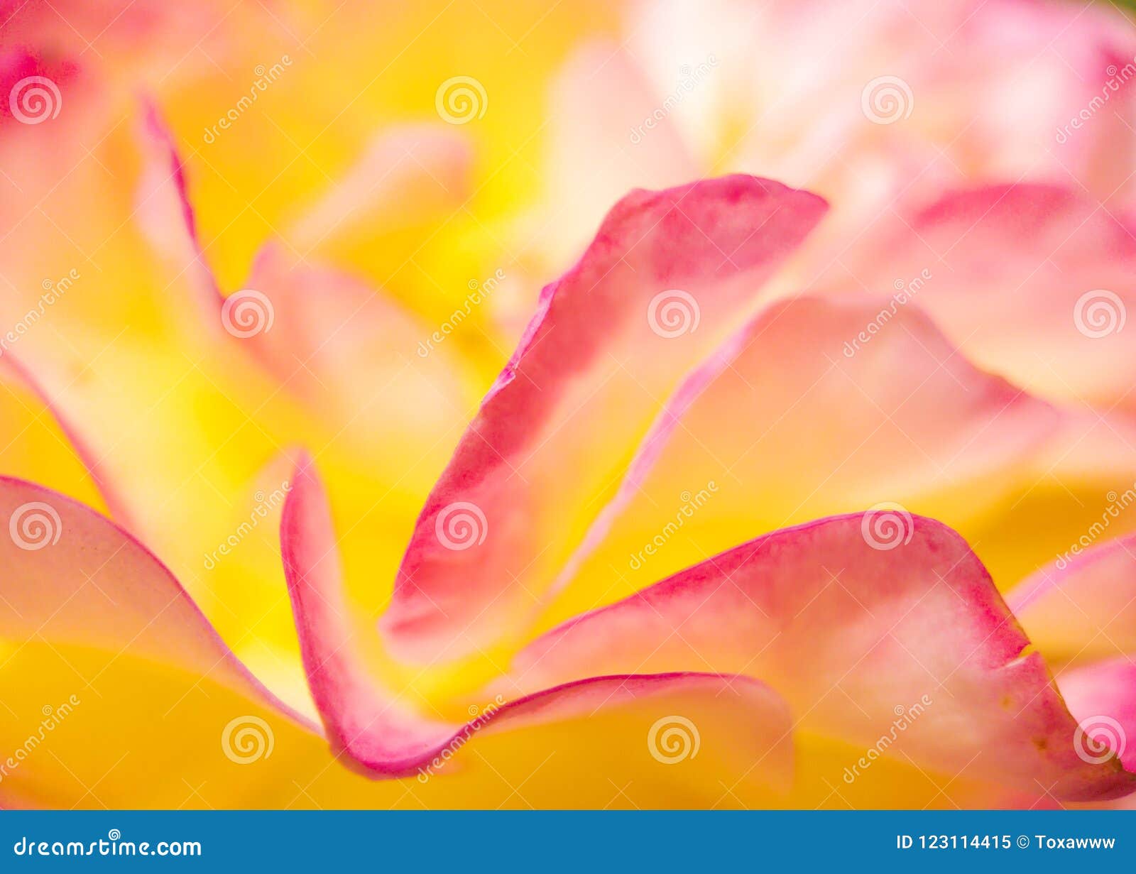 Abstract Background of Rose Petals Stock Image - Image of design ...