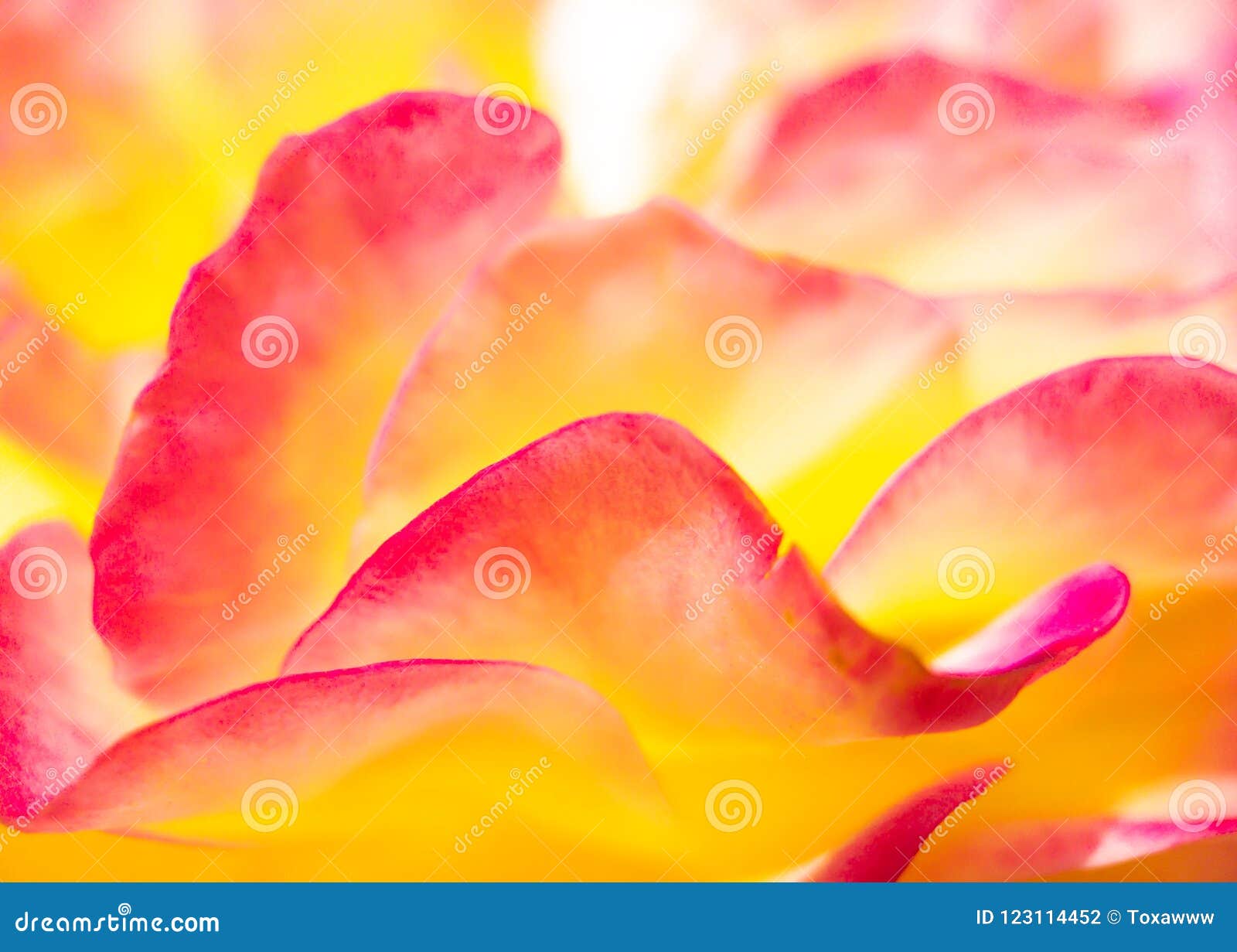 Abstract Background of Rose Petals Stock Photo - Image of abstract ...