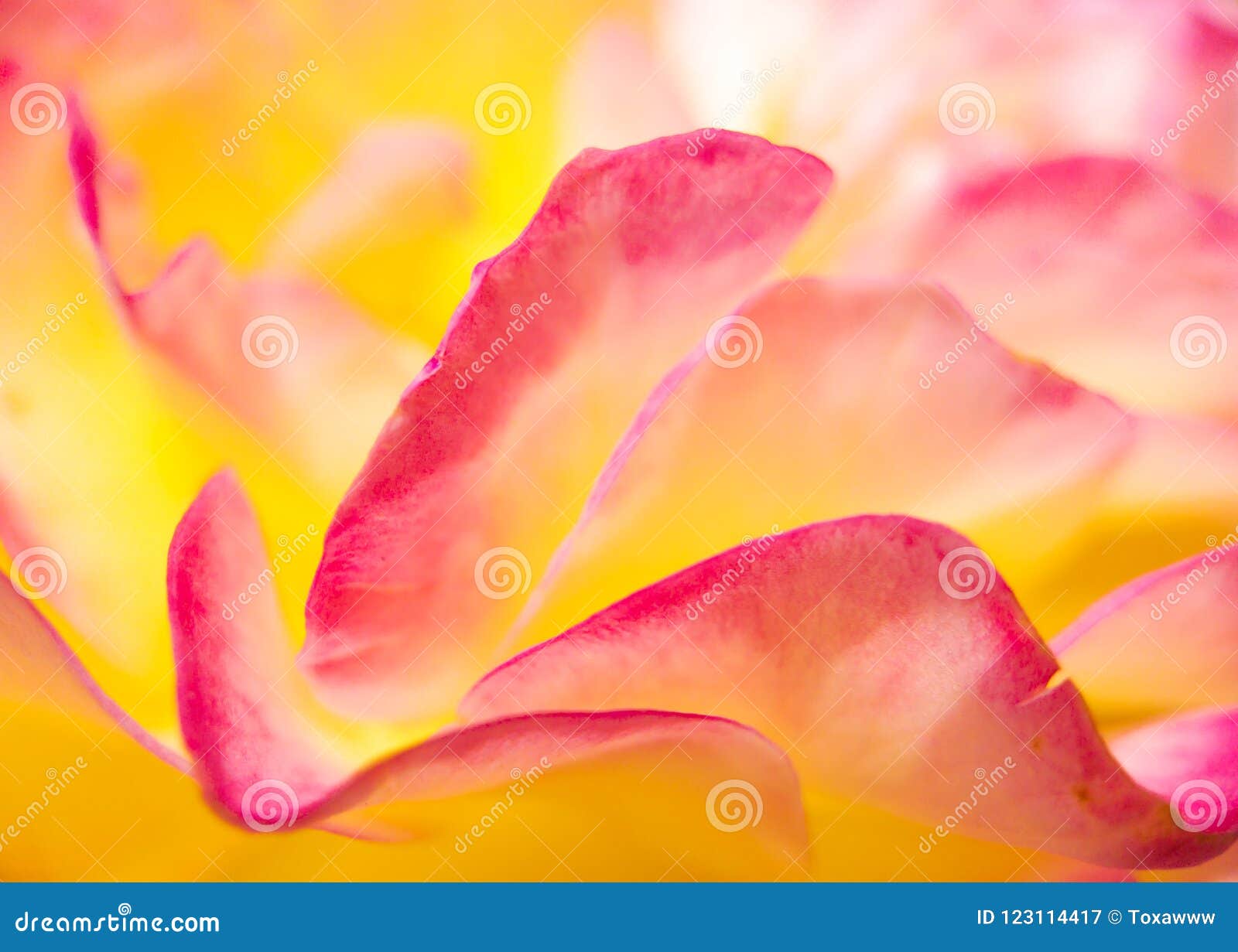 Abstract Background of Rose Petals Stock Image - Image of plant ...