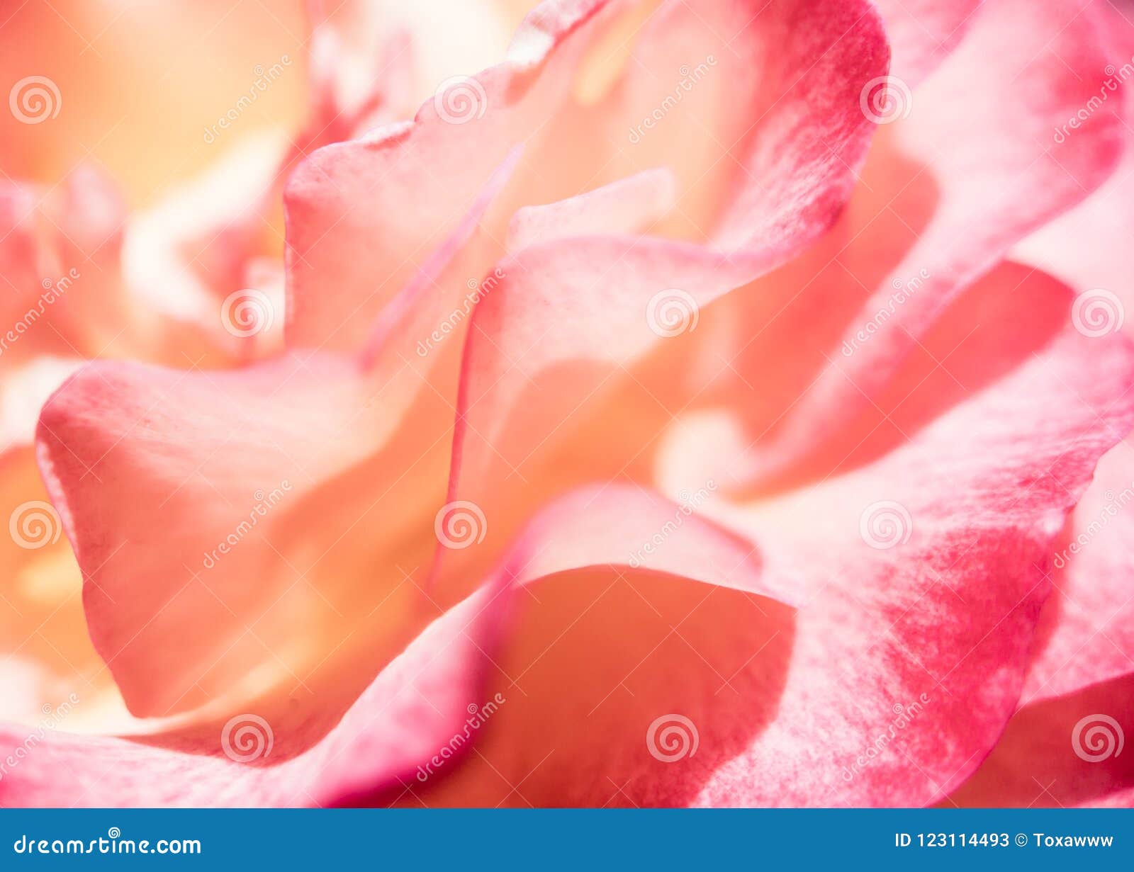 Abstract Background of Rose Petals Stock Image - Image of beautiful ...