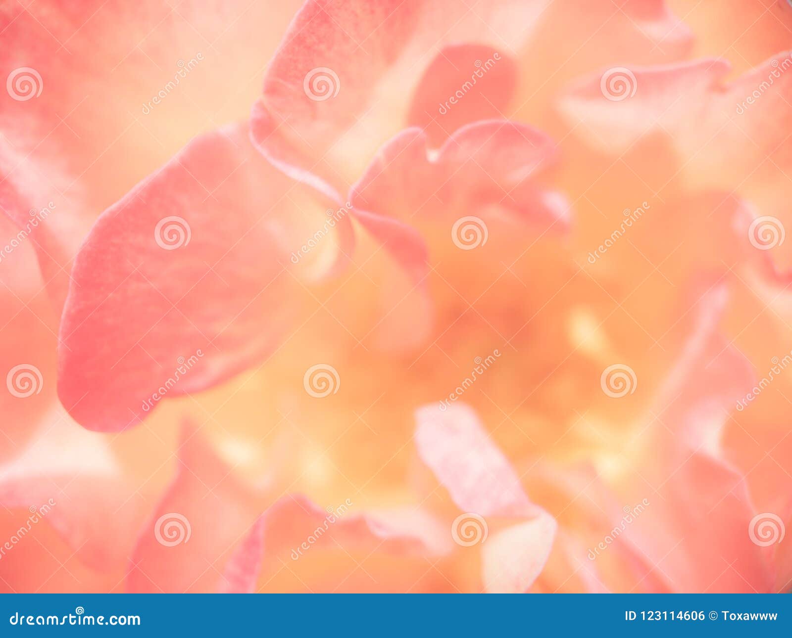 Abstract Background of Rose Petals Stock Photo - Image of color ...