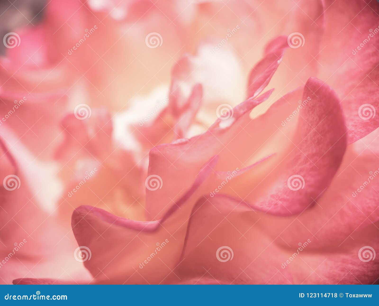Abstract Background of Rose Petals Stock Photo - Image of celebration ...
