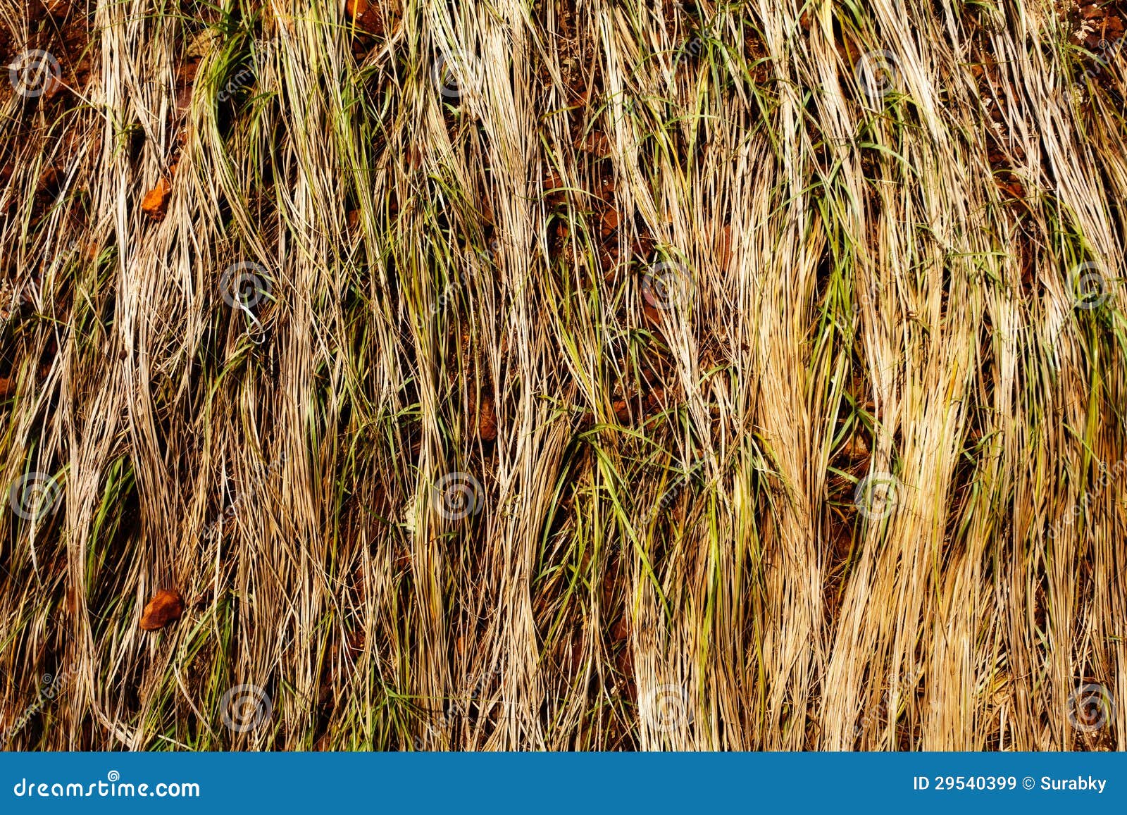 Abstract Background from Sea Grass Stock Image - Image of form, simple ...