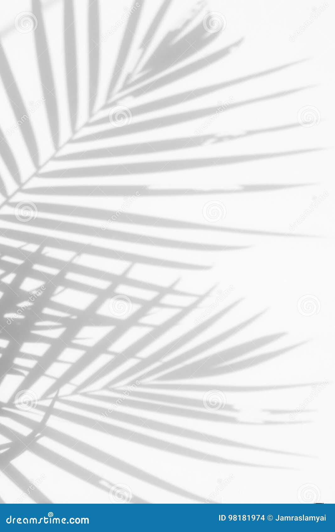 Abstract Background of Shadows Palm Leaves on a White Wall. Stock Photo ...