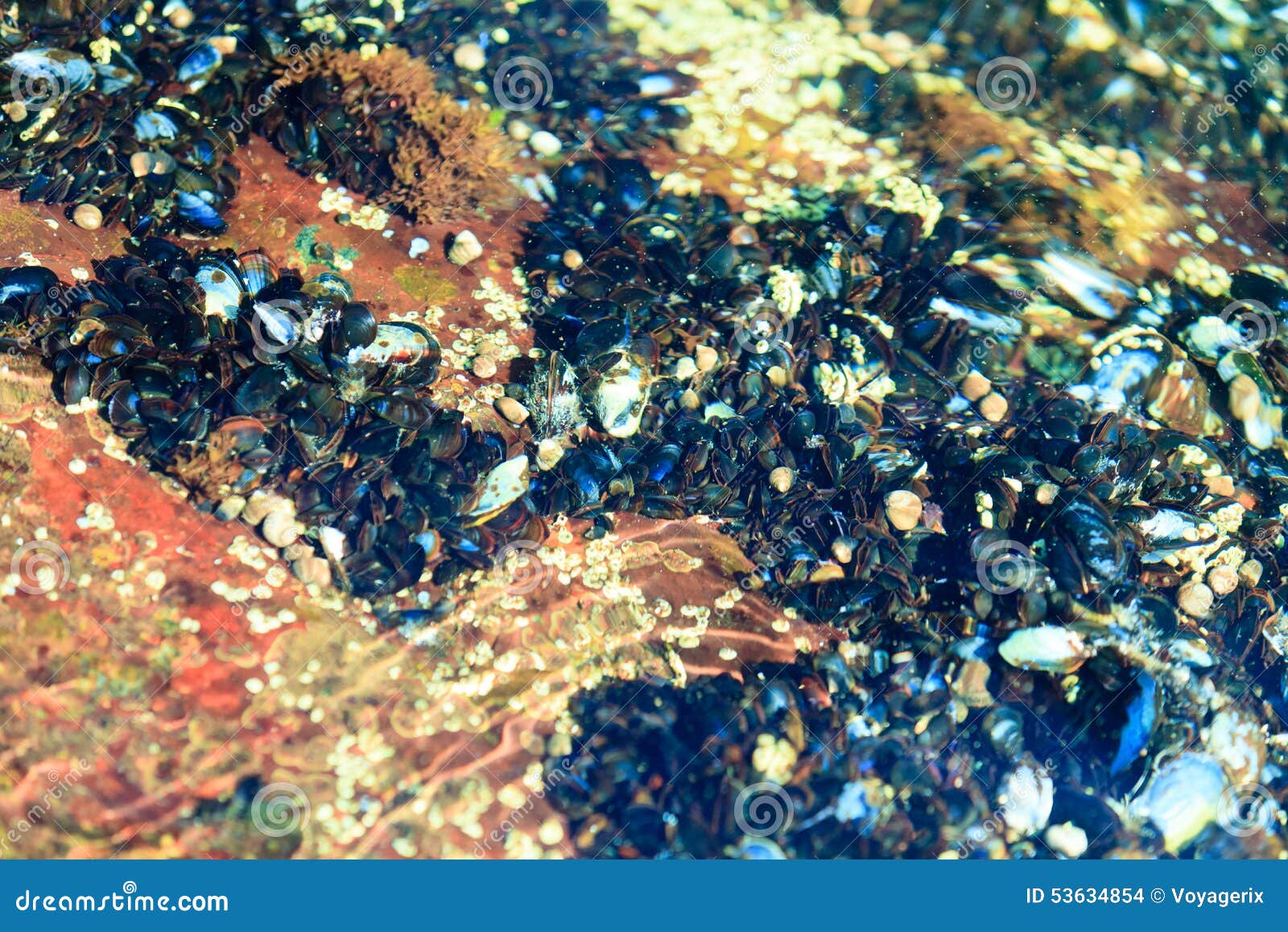 Background Of Sea Shells Royalty-Free Stock Photo | CartoonDealer.com ...