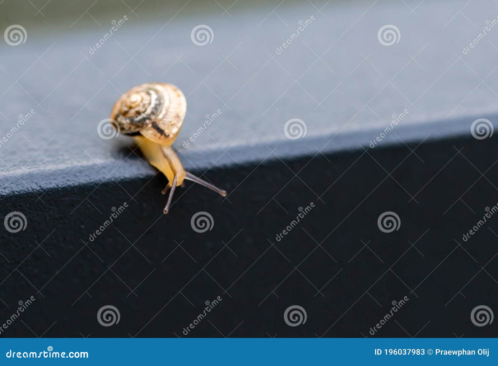 Abstract Background Slowness of Macro Image Snail Slowly Movements ...