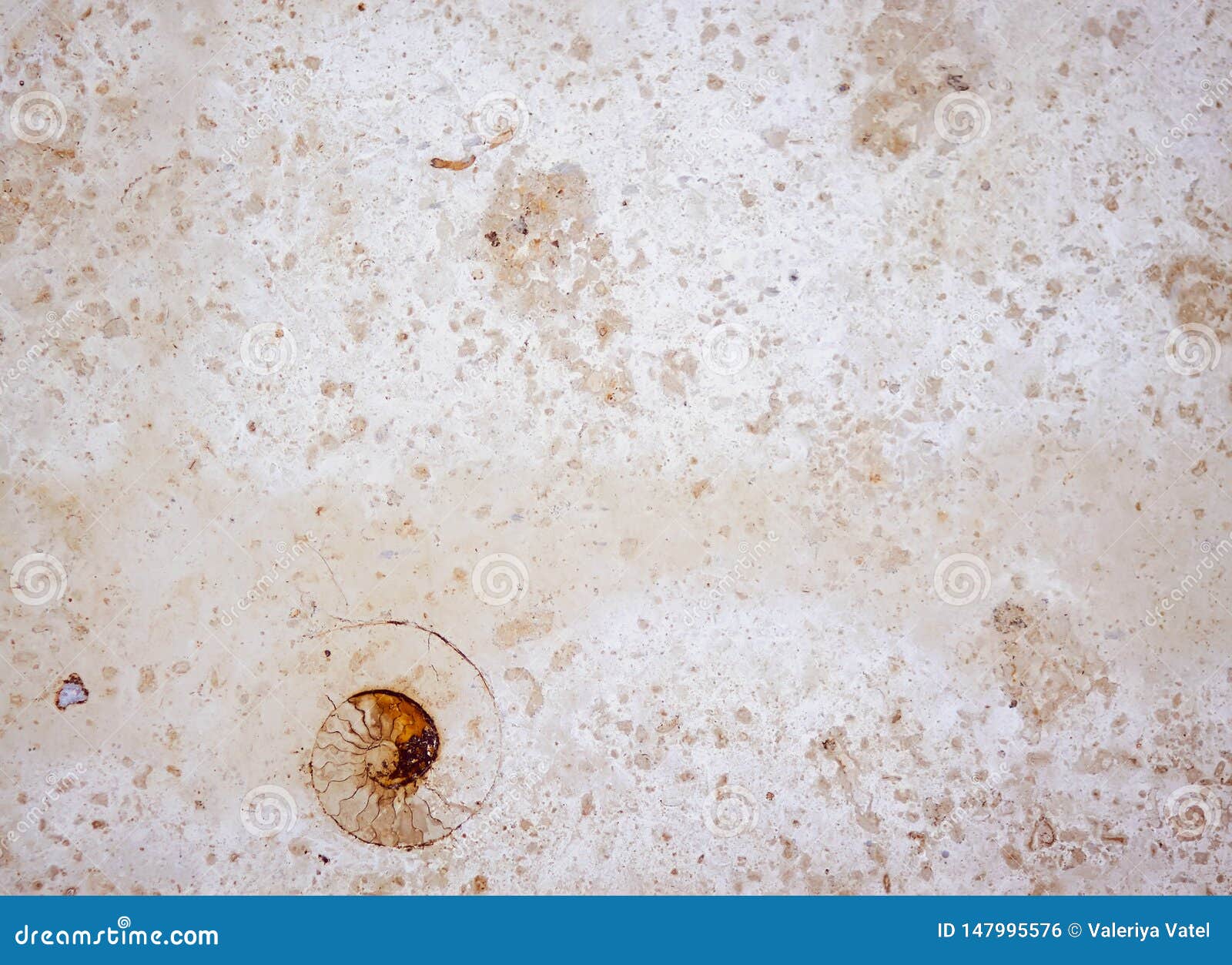 Background - Ammonite Shell In Limestone Royalty-Free Stock Photography ...