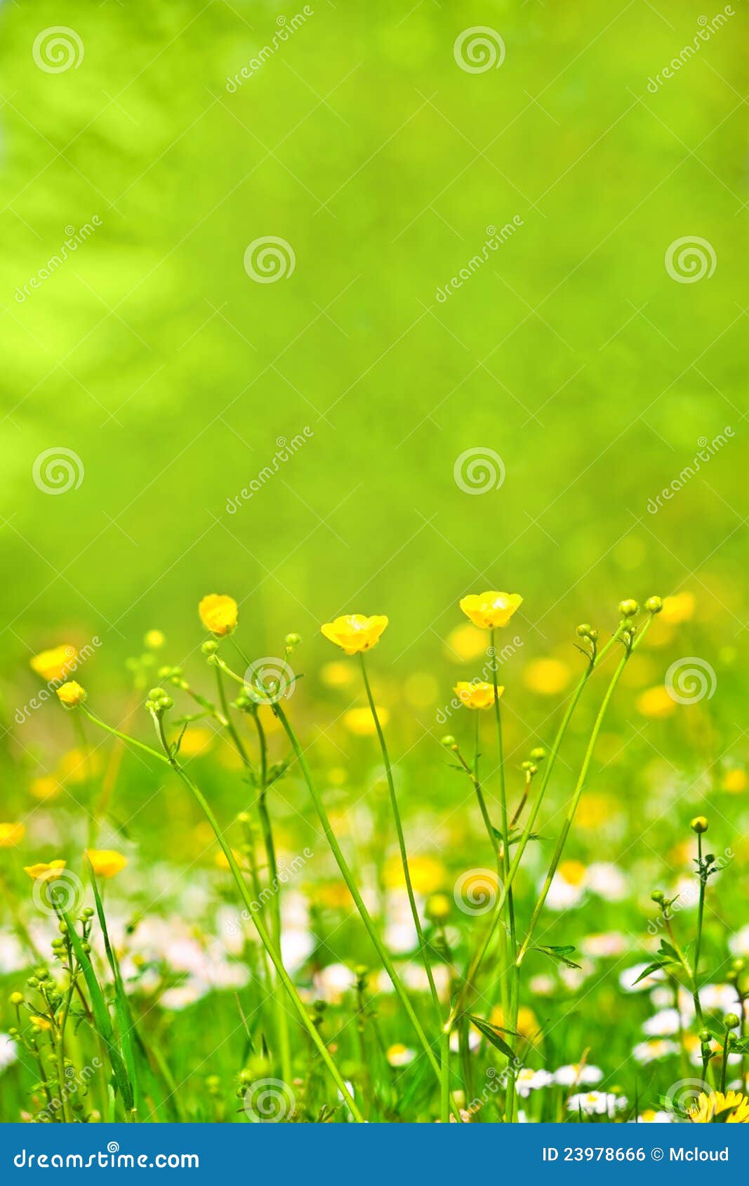 Abstract Background of Spring Grass and Flowers Stock Photo - Image of ...