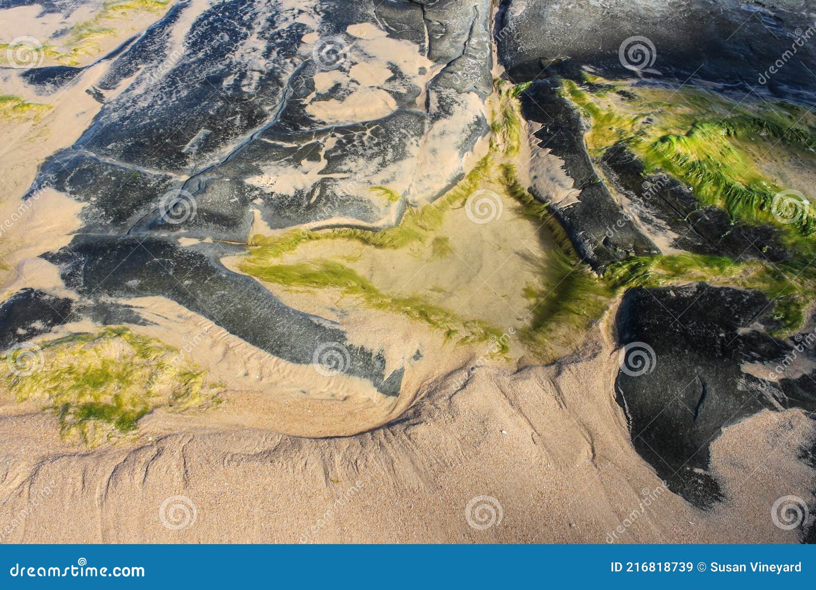 Almost Abstract Background of Swirls of String Algae and Sand and Rock ...