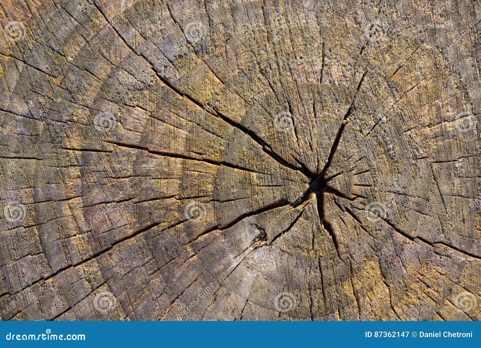 Abstract Background Texture of Freshly Chainsaw Cut Wood Stock Image ...