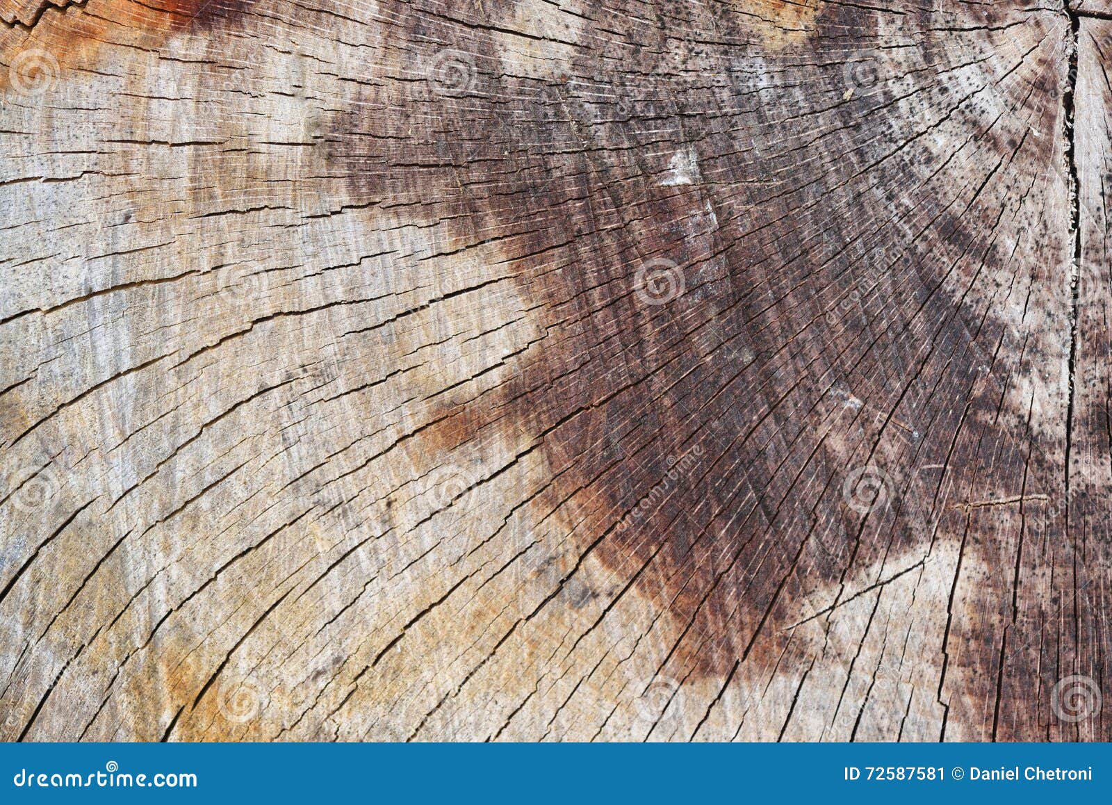 Abstract Background Texture of Freshly Chainsaw Cut Wood Stock Image ...