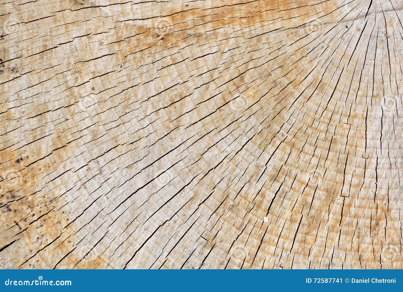 Abstract Background Texture of Freshly Chainsaw Cut Wood Stock Image ...
