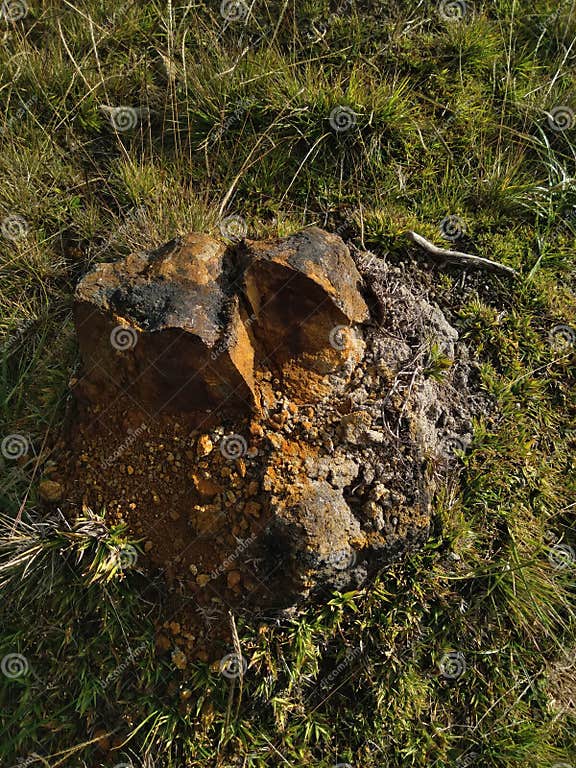 Object Stone Surface with Moss Stock Image - Image of moss, macro ...