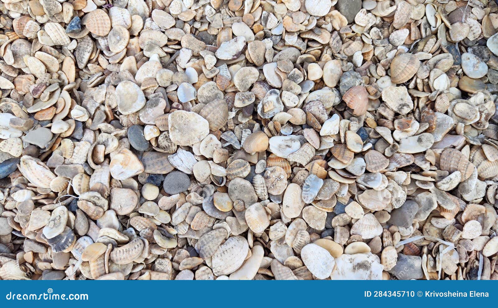 Abstract Background and Texture of Shell Pieces. Texture, Pattern ...