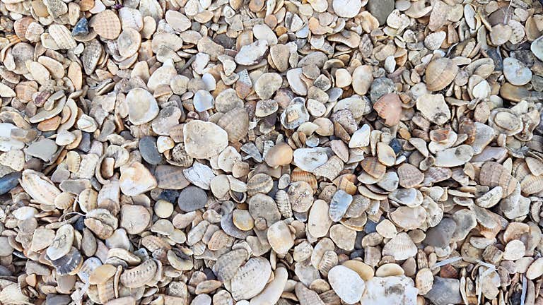 Abstract Background and Texture of Shell Pieces. Texture, Pattern ...