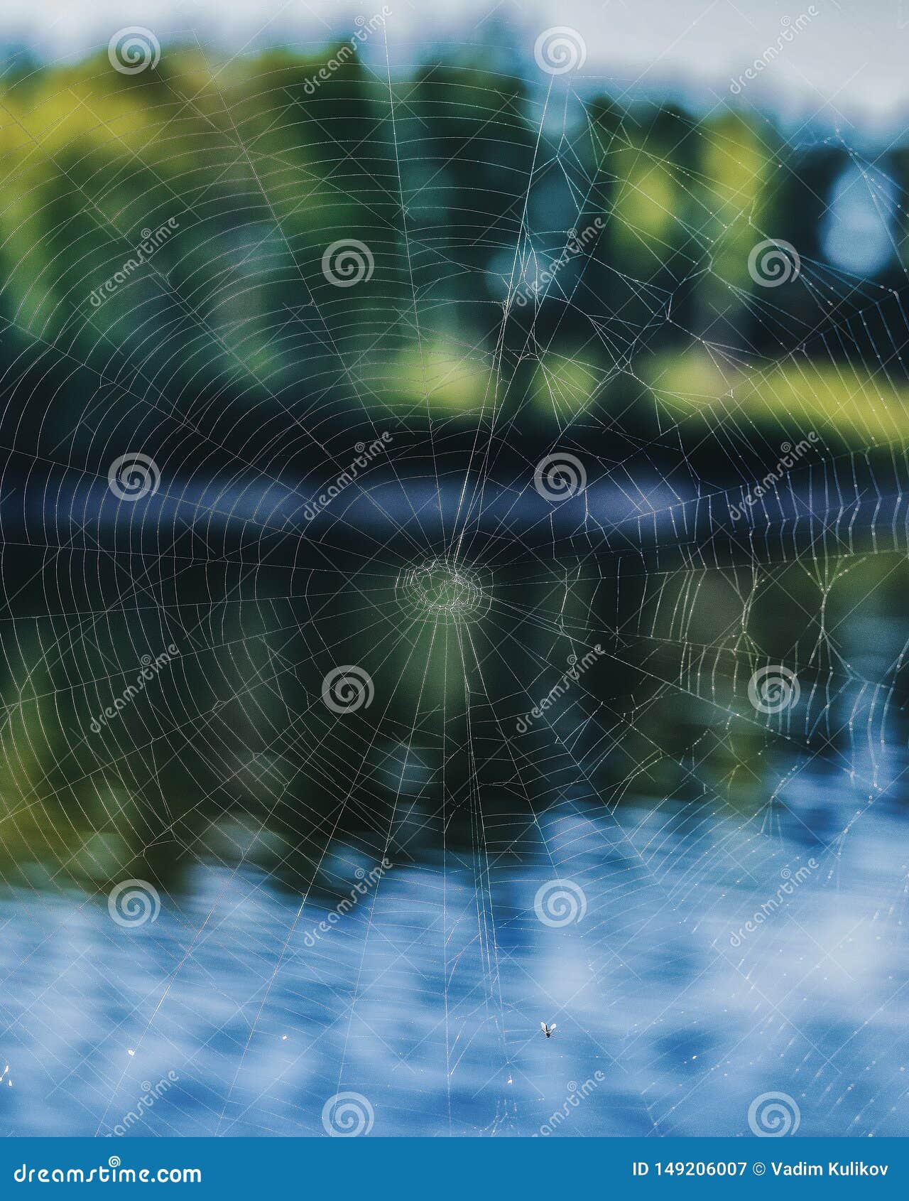 Abstract Background. Natural Thin Spider Web on Blurred Background of ...