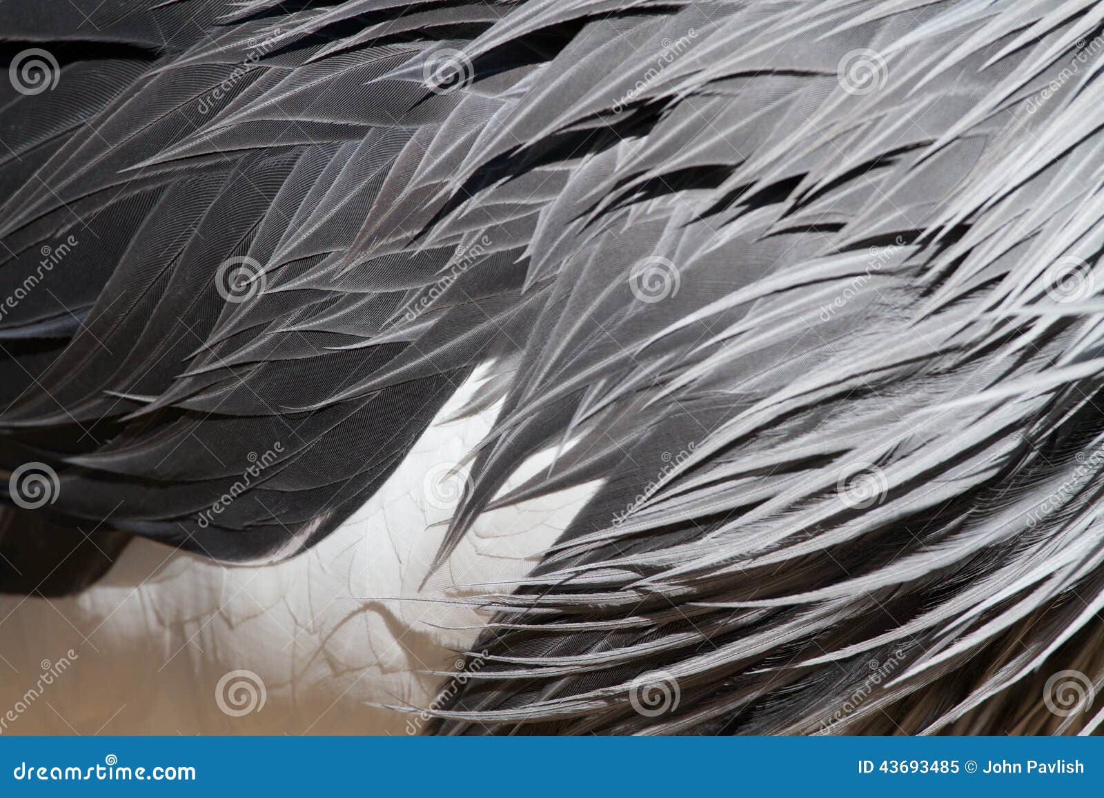Abstract Background Tropical Bird Crane Feathers Stock Image - Image of crane, wildlife: 43693485