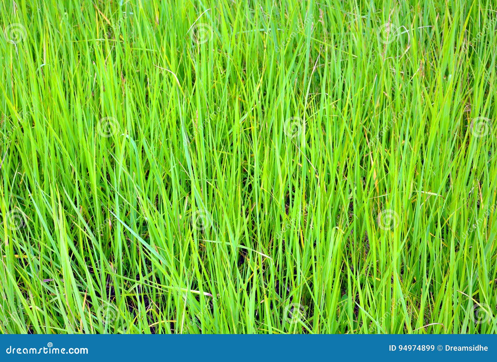 Abstract Background with Vivid Green Grass Stock Image - Image of ...
