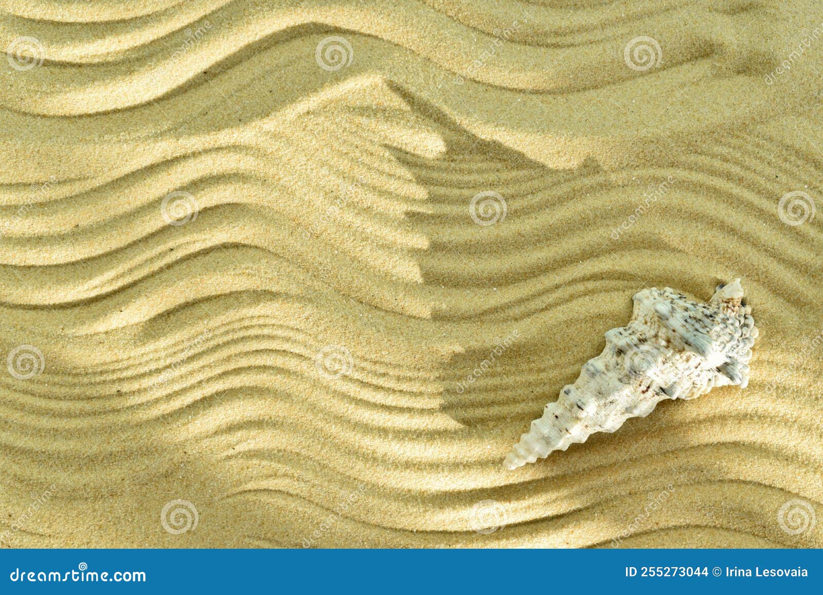 Abstract Background with Waves on the Sand and a Shell. Texture of ...