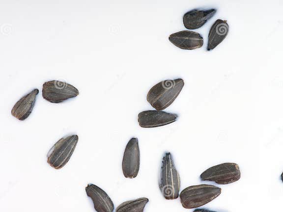 Abstract Background of White Liquid and Small Black Objects Floating in ...