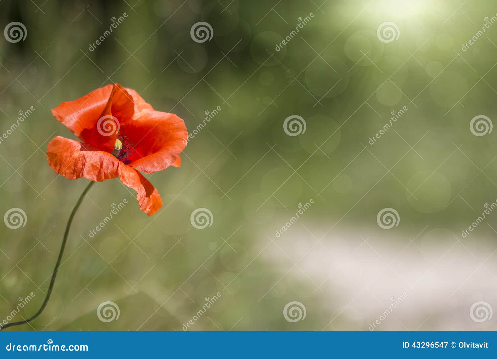 Abstract Background with Wild Poppy Stock Image - Image of abstract ...