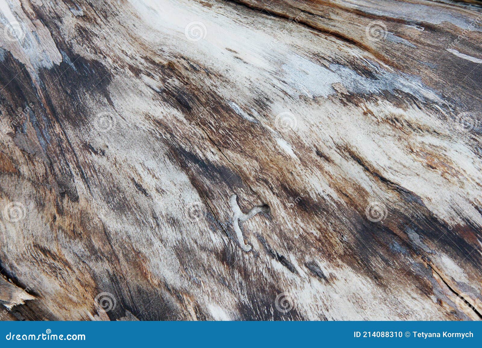 Abstract Background. Wood Texture in Brown Tones Stock Photo - Image of ...