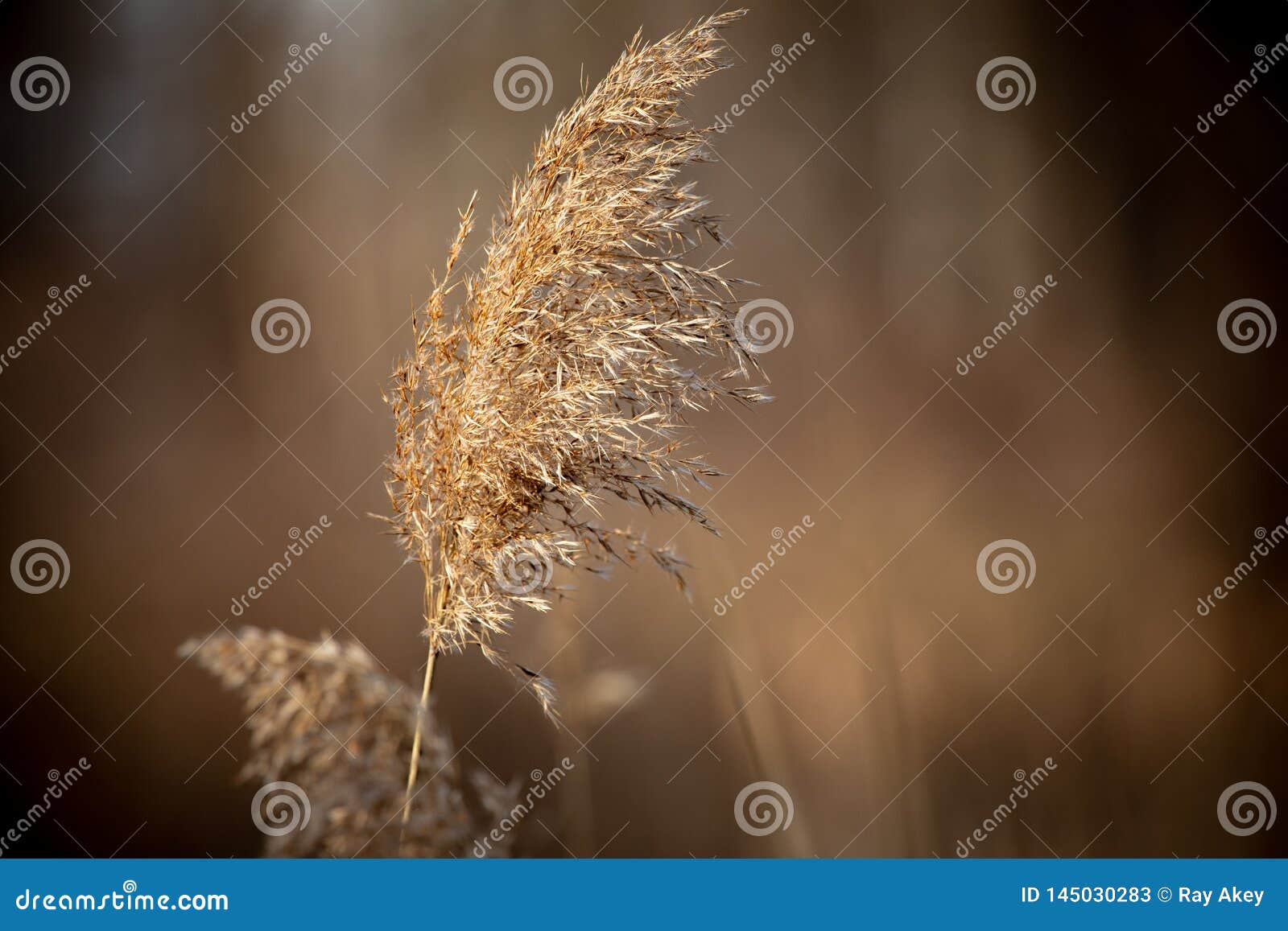 Brown Tall Grass In A Field Royalty-Free Stock Photo | CartoonDealer ...