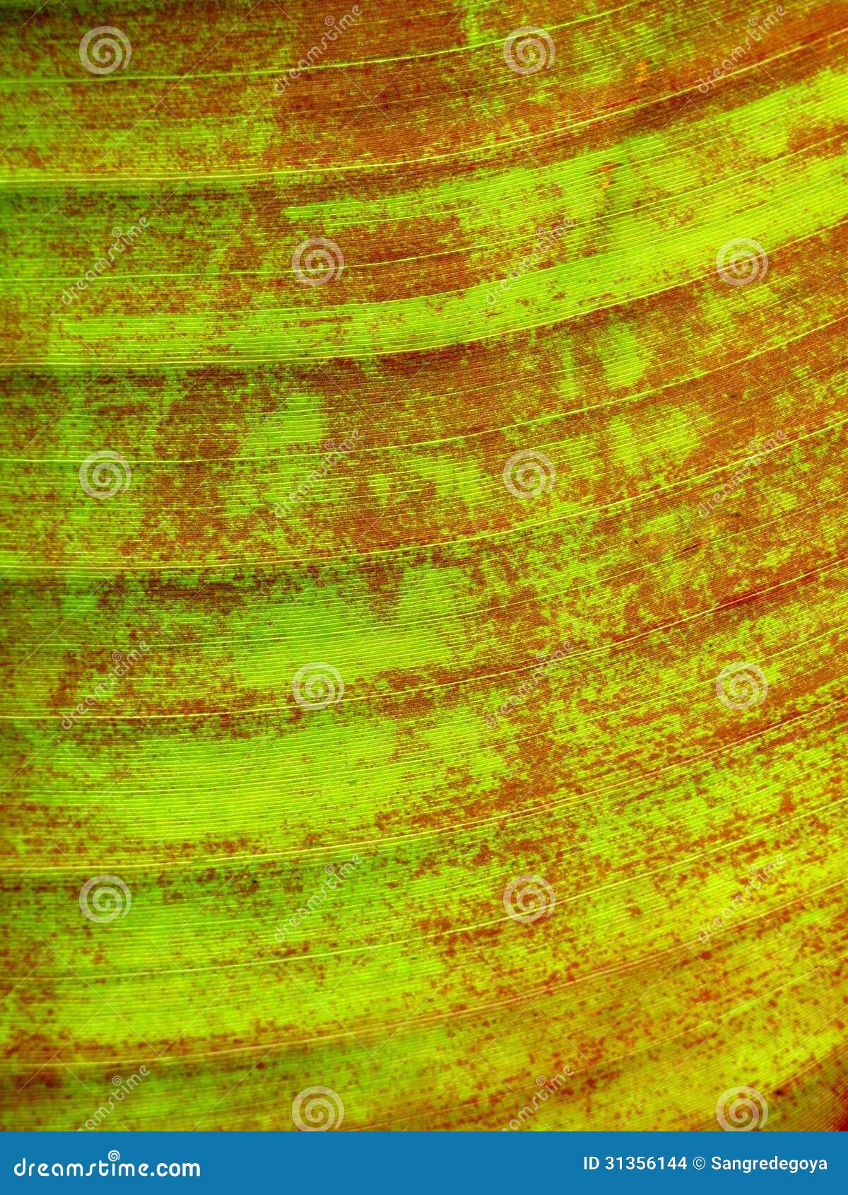 Abstract Banana Leaf stock photo. Image of close, light - 31356144