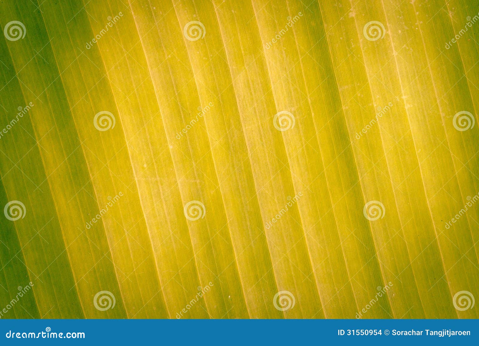 Abstract Banana Texture Leaves. Stock Photo - Image of garden, design ...