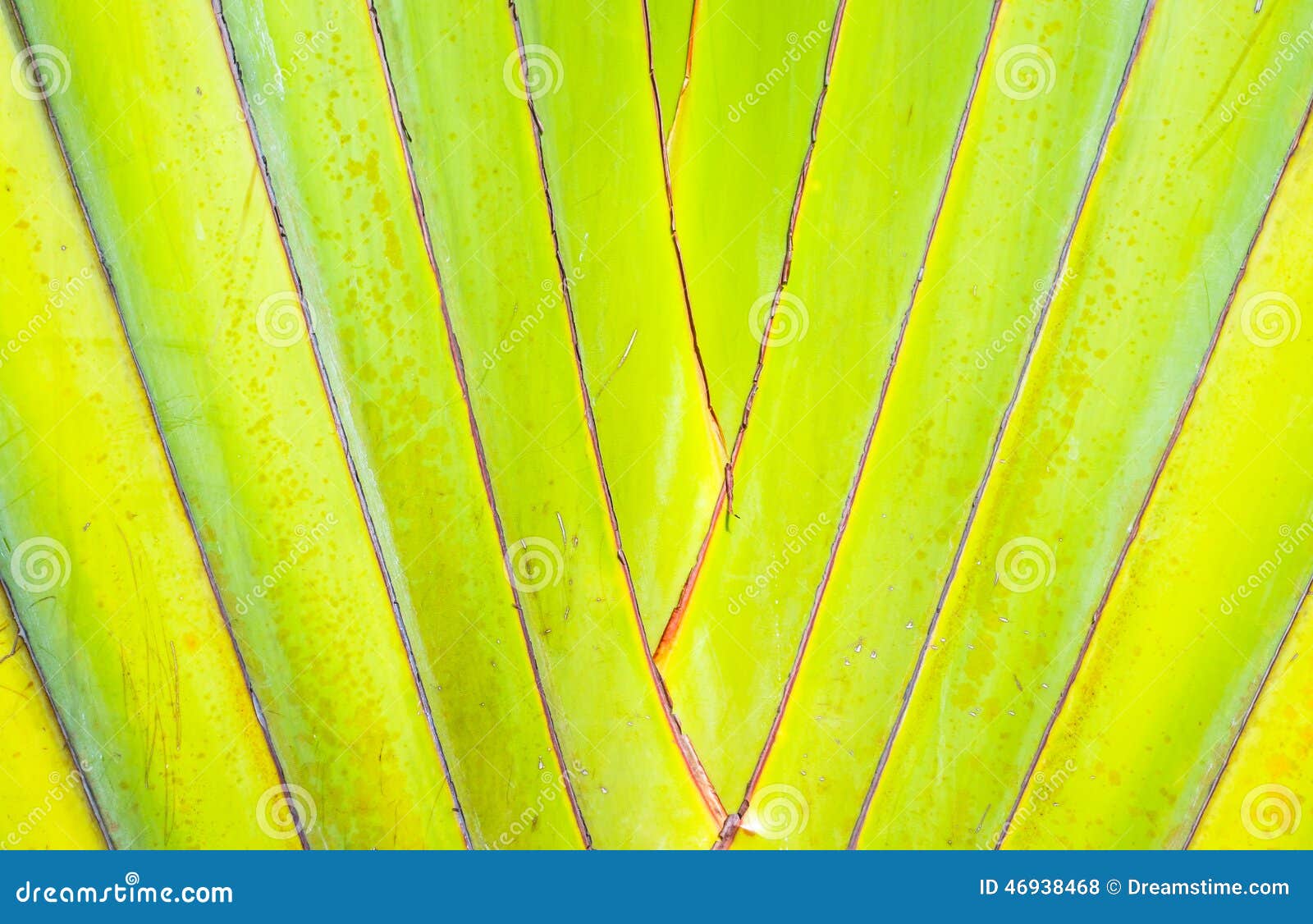 Abstract banana tree stock photo. Image of brown, yellow - 46938468