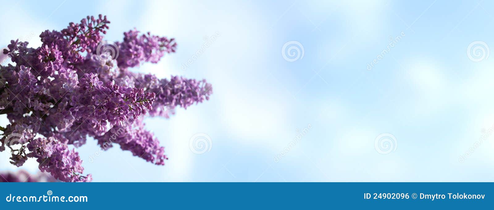 Abstract Banner with Lilacs Flowers. Stock Photo - Image of banner ...