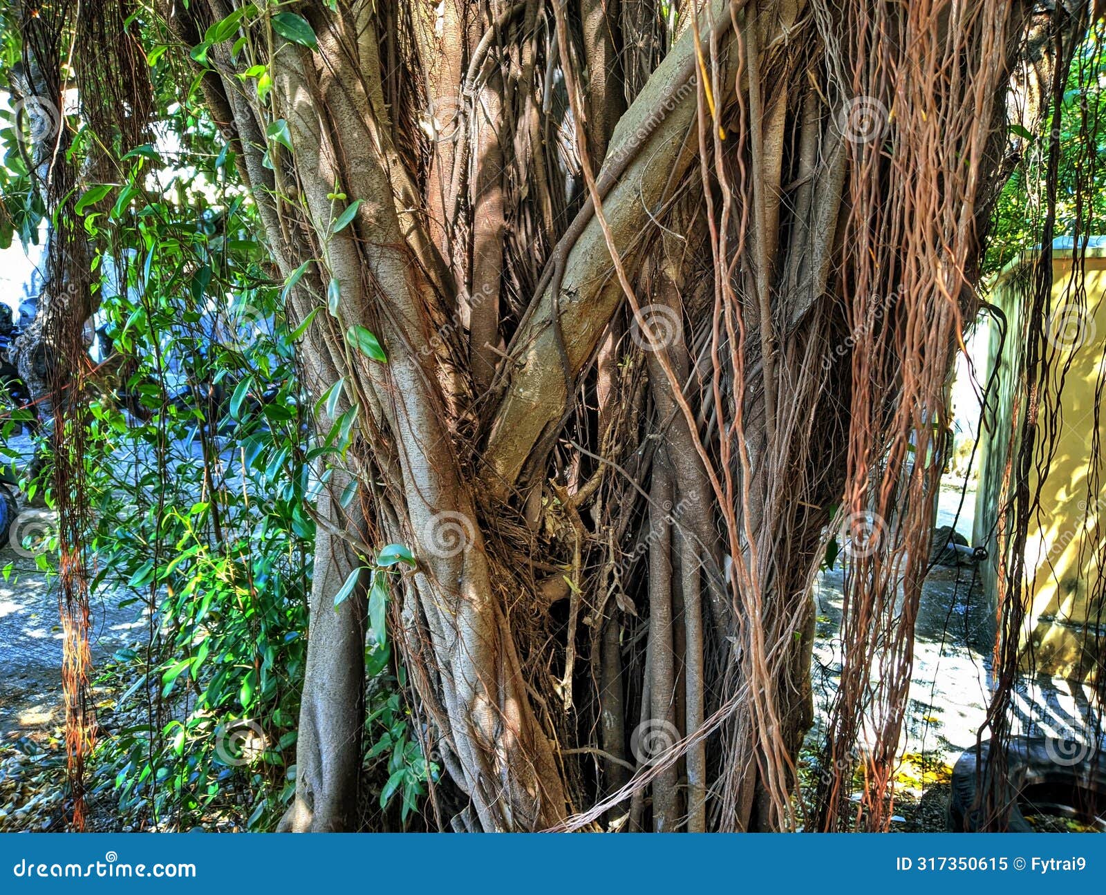 Abstract Banyan Tree Roots on the Park, Woody Trunks, Banyan Tree ...