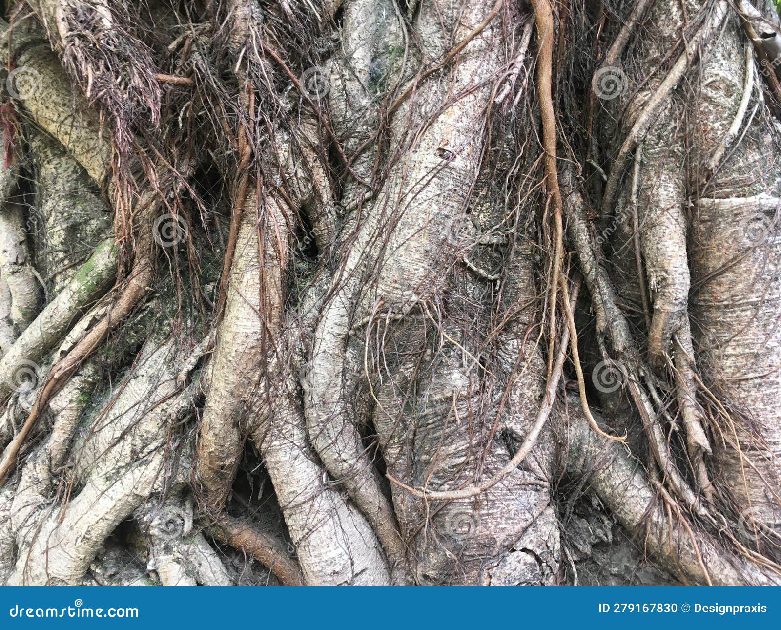 Abstract Banyan Tree Roots Pattern Stock Photo - Image of forest, icon ...