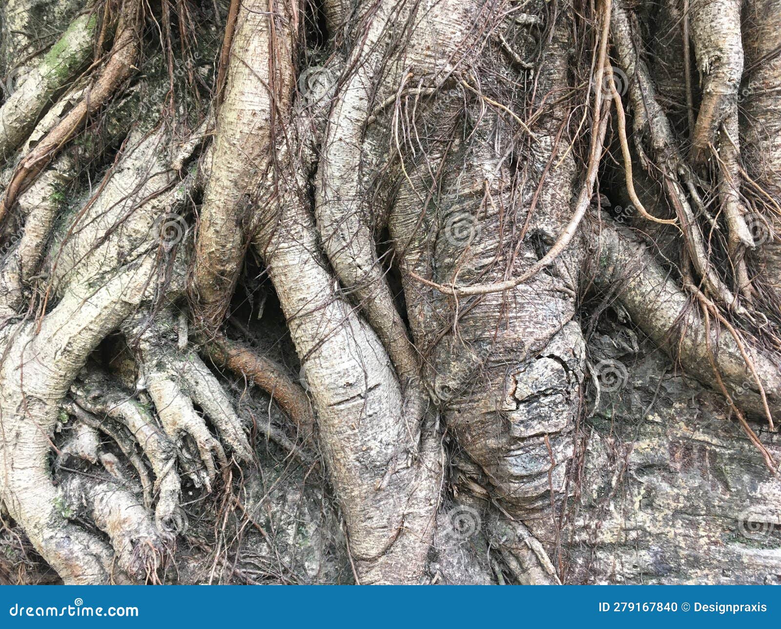Abstract Banyan Tree Roots Pattern Stock Photo - Image of design, park ...
