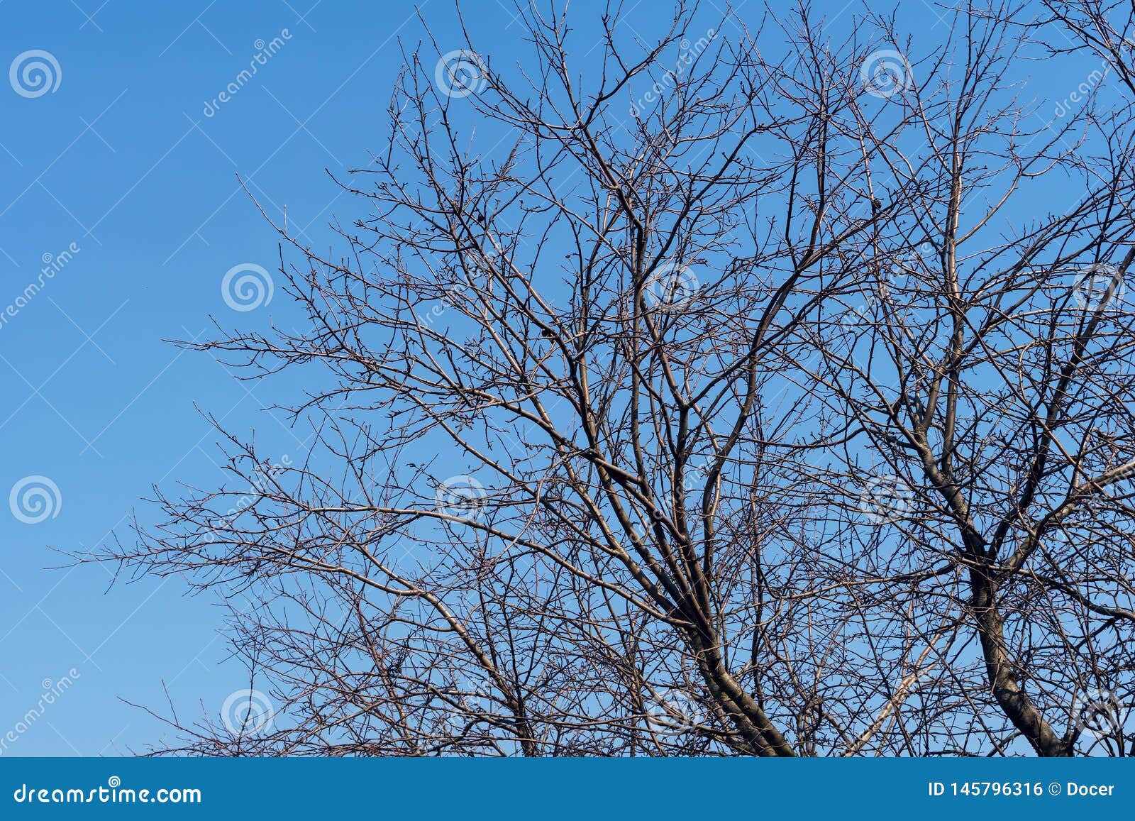 Abstract Bare Tree Branch Background Stock Photo - Image of twilight ...