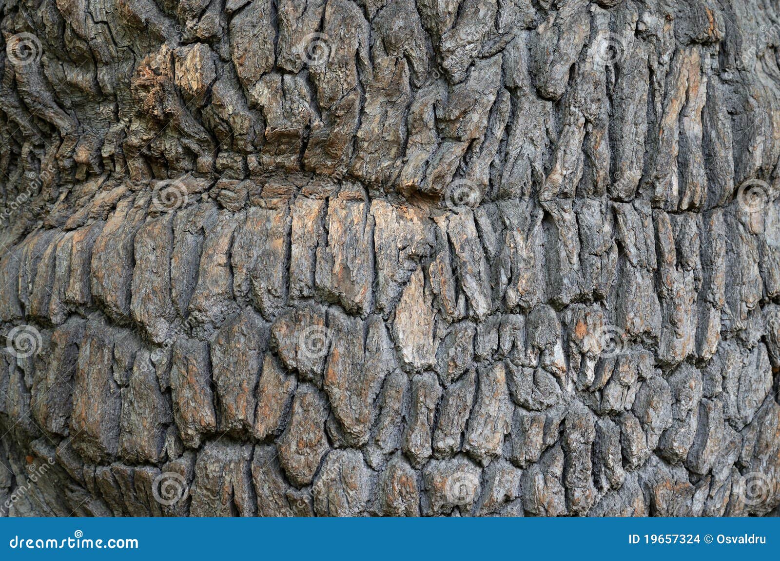 Abstract bark background stock photo. Image of ornate - 19657324