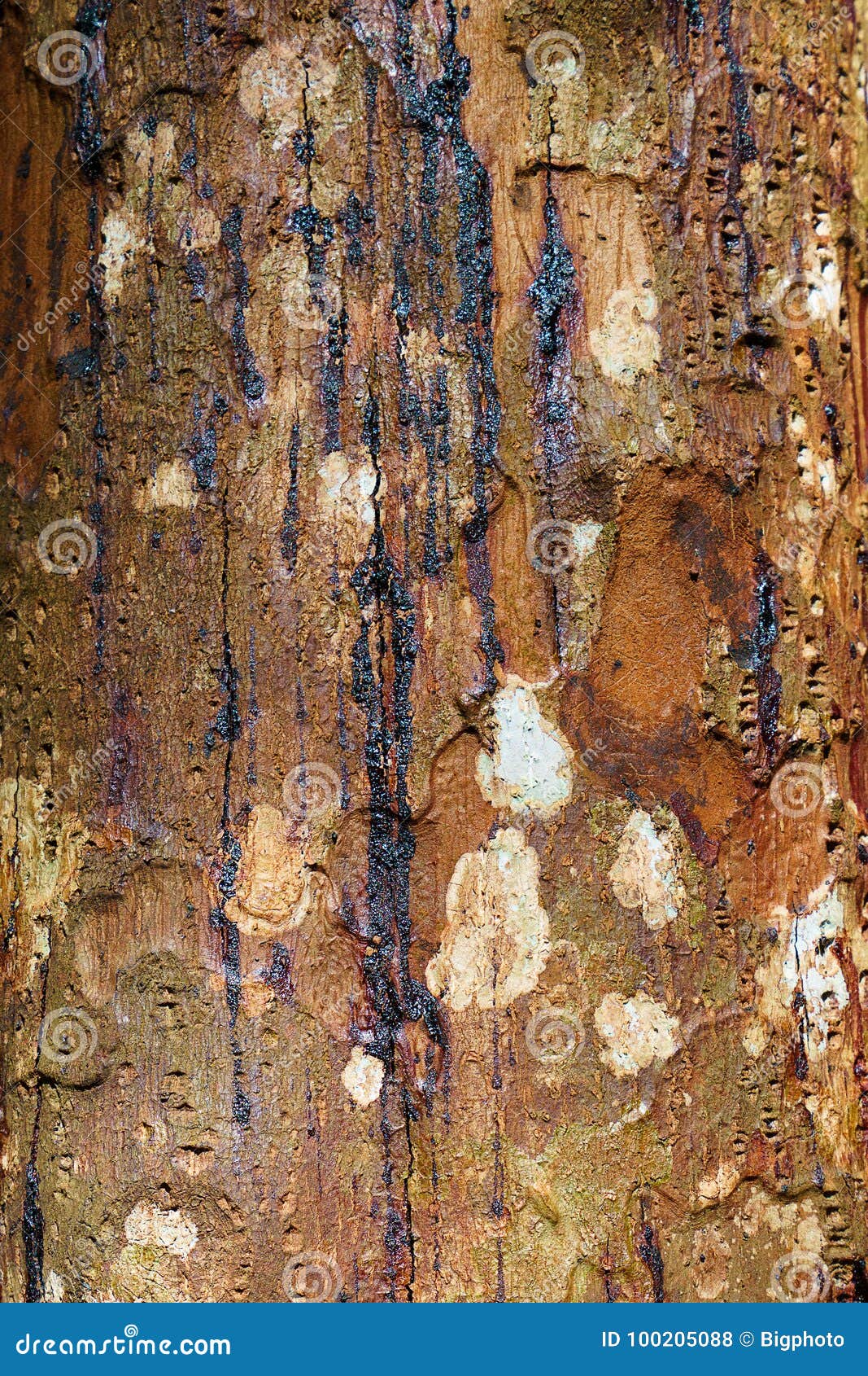 Abstract Bark Tree Background. Raster Bitmap Concept Pattern Royalty ...