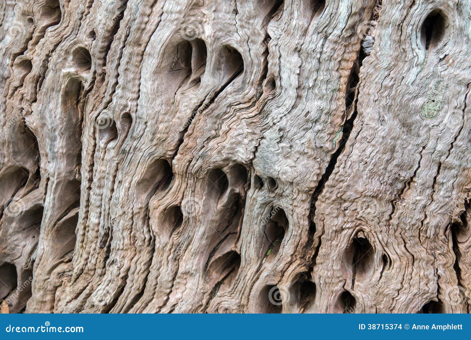 Abstract Bark Tree Background. Raster Bitmap Concept Pattern Royalty ...