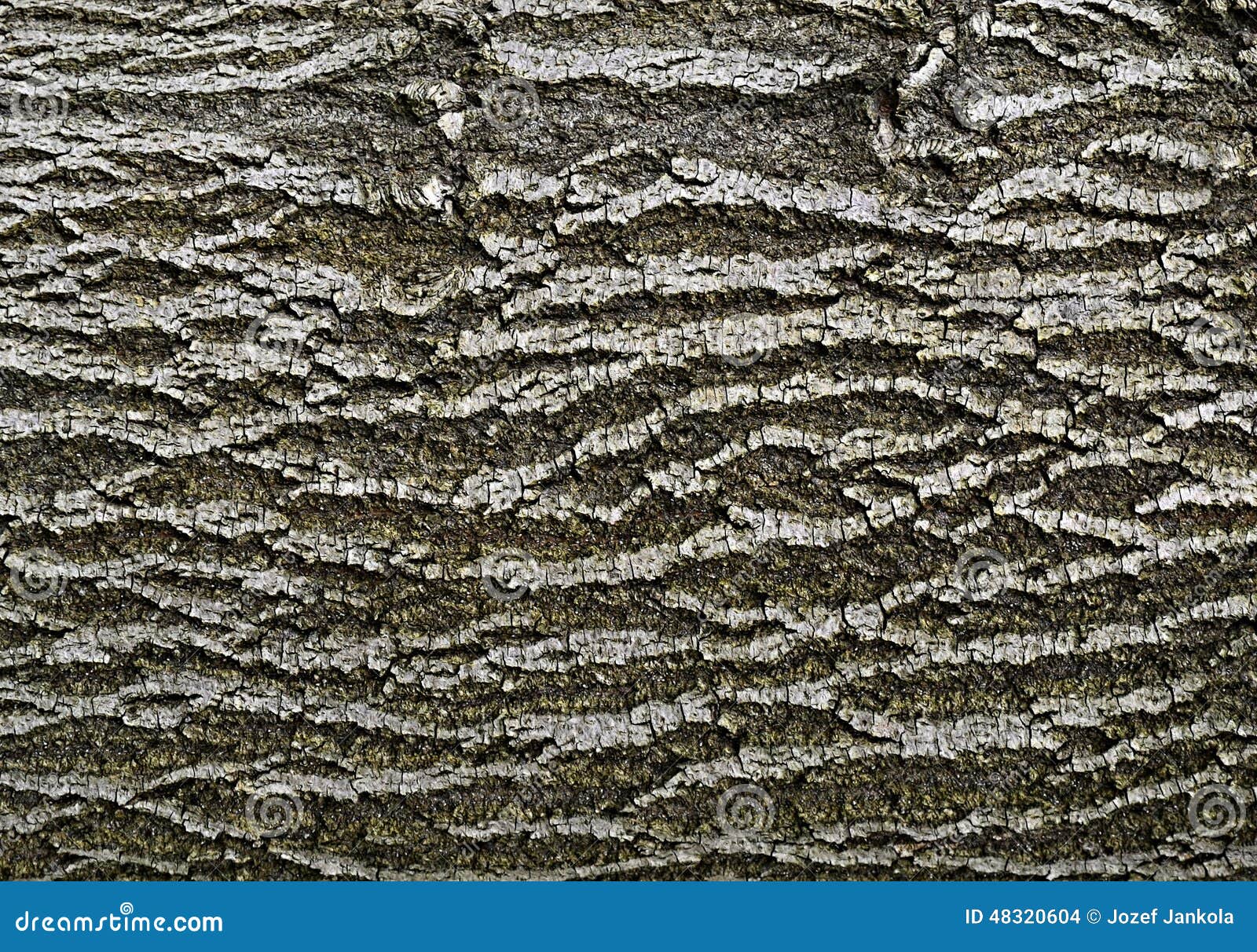 Abstract Bark of Deciduous Tree Stock Photo - Image of weathered ...