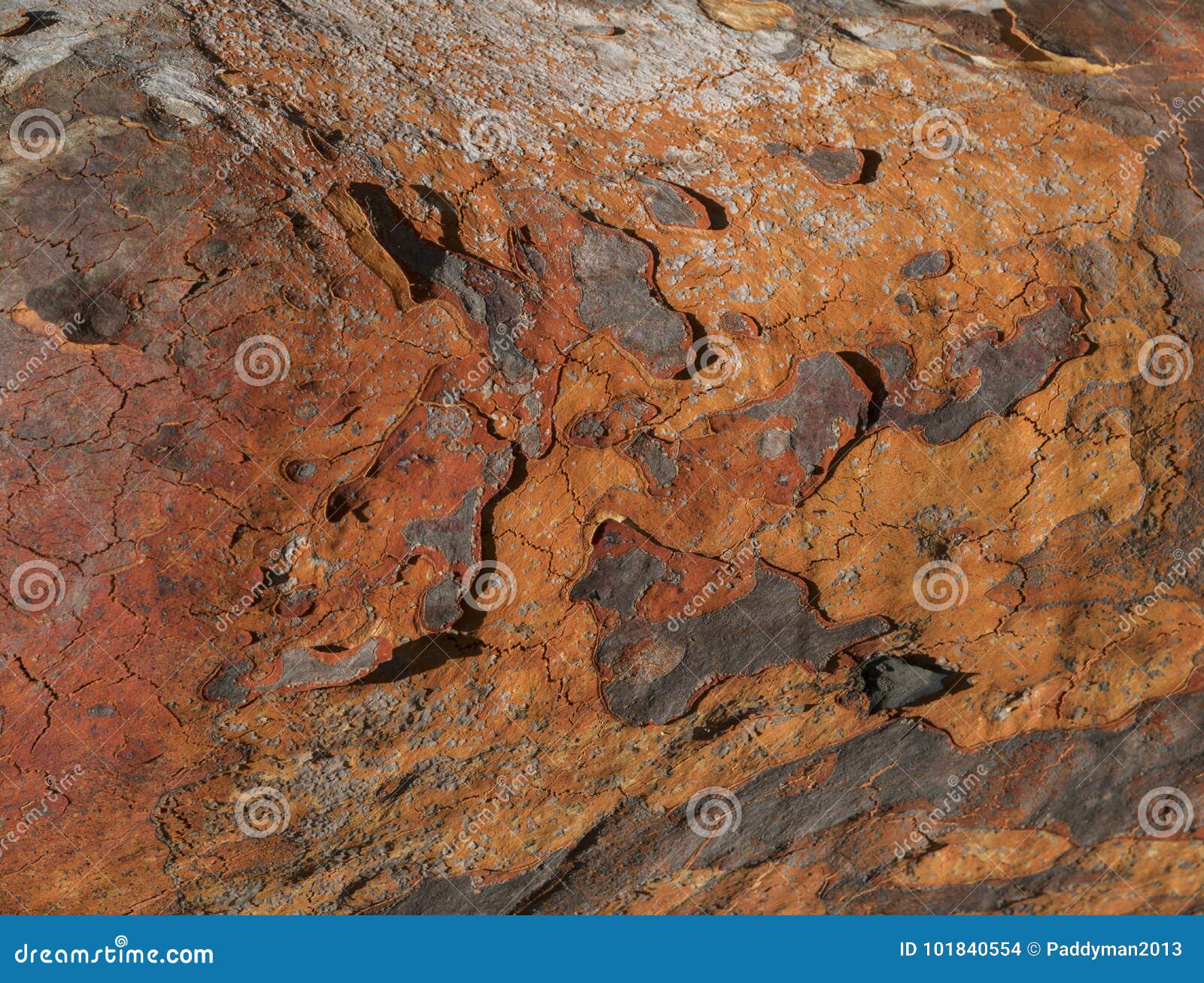 Colours of the Bark of a Gum Tree in Australia. Stock Photo - Image of ...