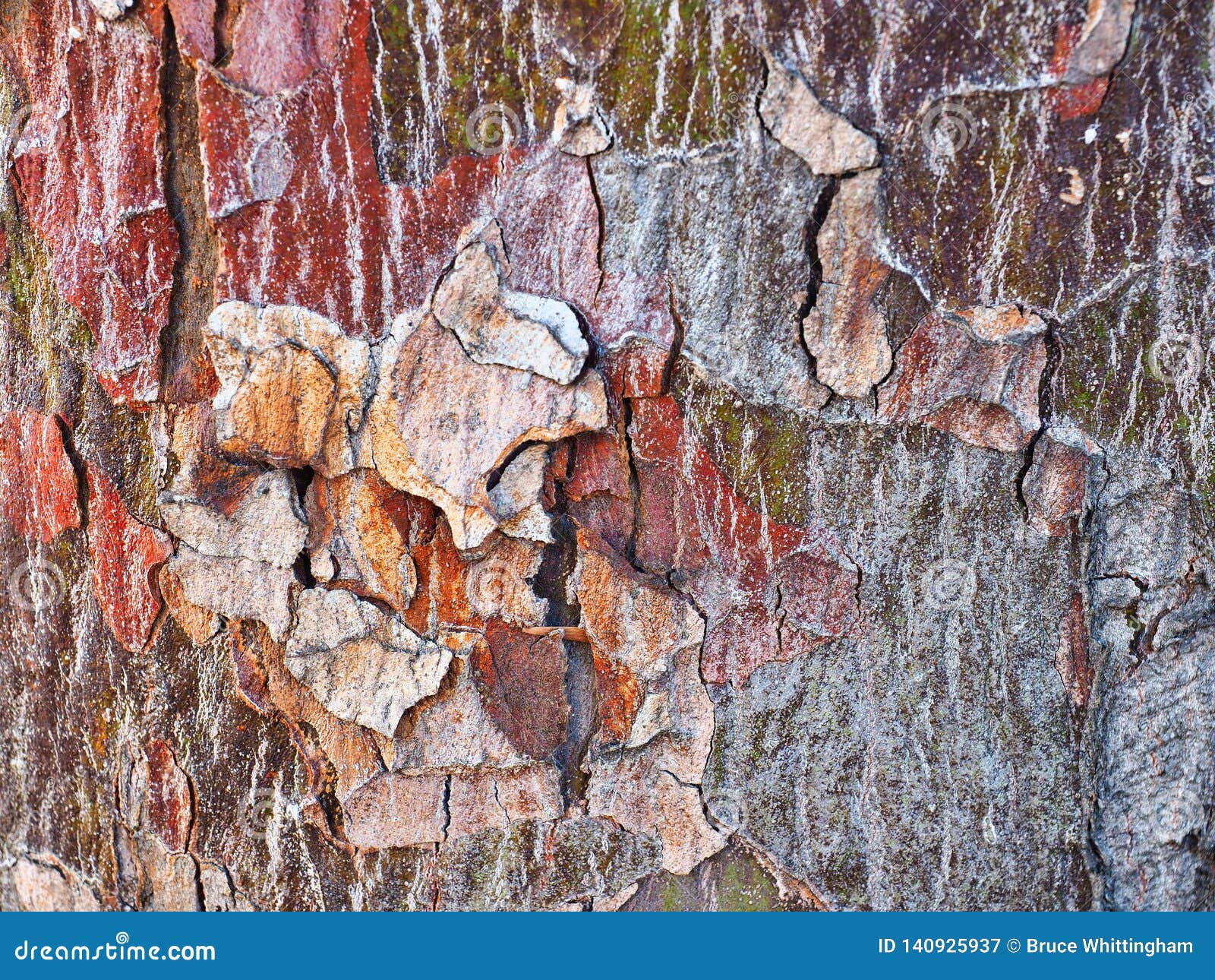Abstract Bark Pattern, Australian Native Tree Stock Image - Image of ...