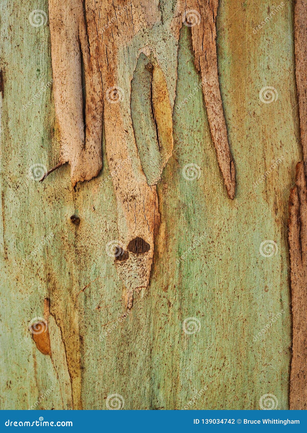 Abstract Bark Pattern on Native Australia Tree Stock Photo - Image of ...