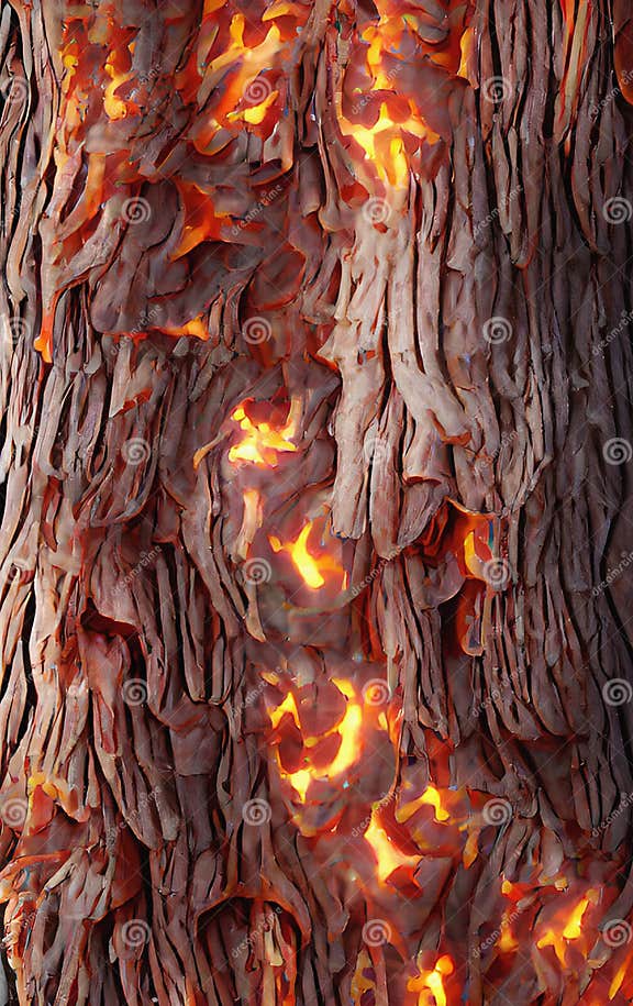 Abstract Bark Tree Background. Bark of Pine, Spruce, Oak. Raster Bitmap ...