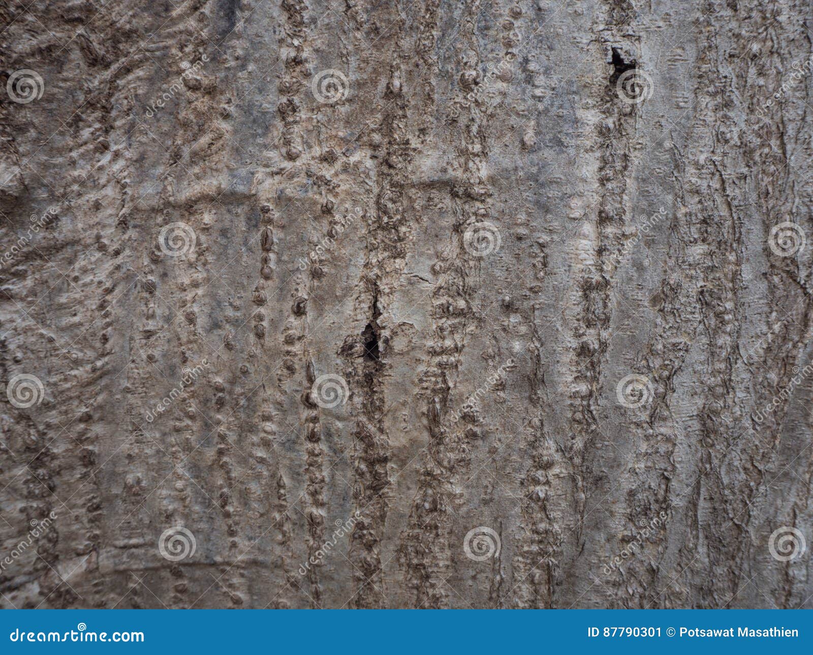 Abstract Bark Wood Background Stock Image - Image of trunk, brown: 87790301
