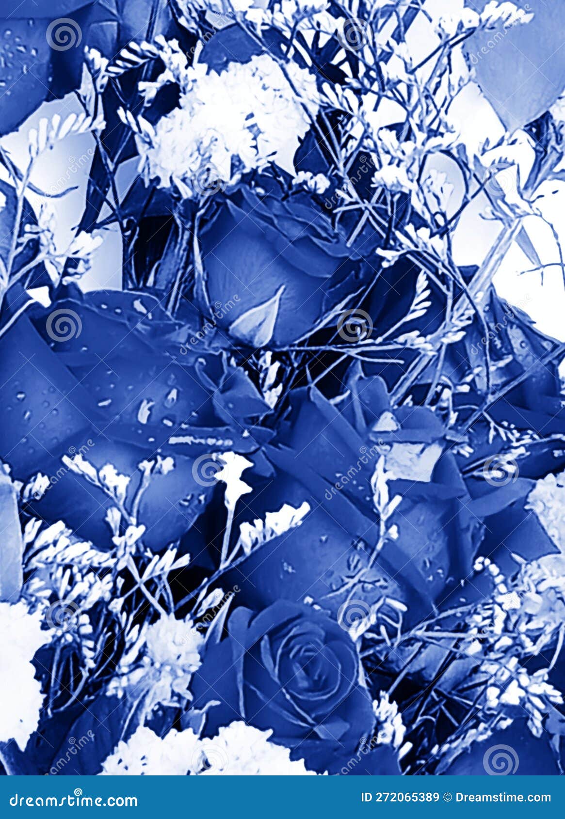 Abstract Beautiful Dark Blue Rose Flower. Dark Blue Roses for the ...