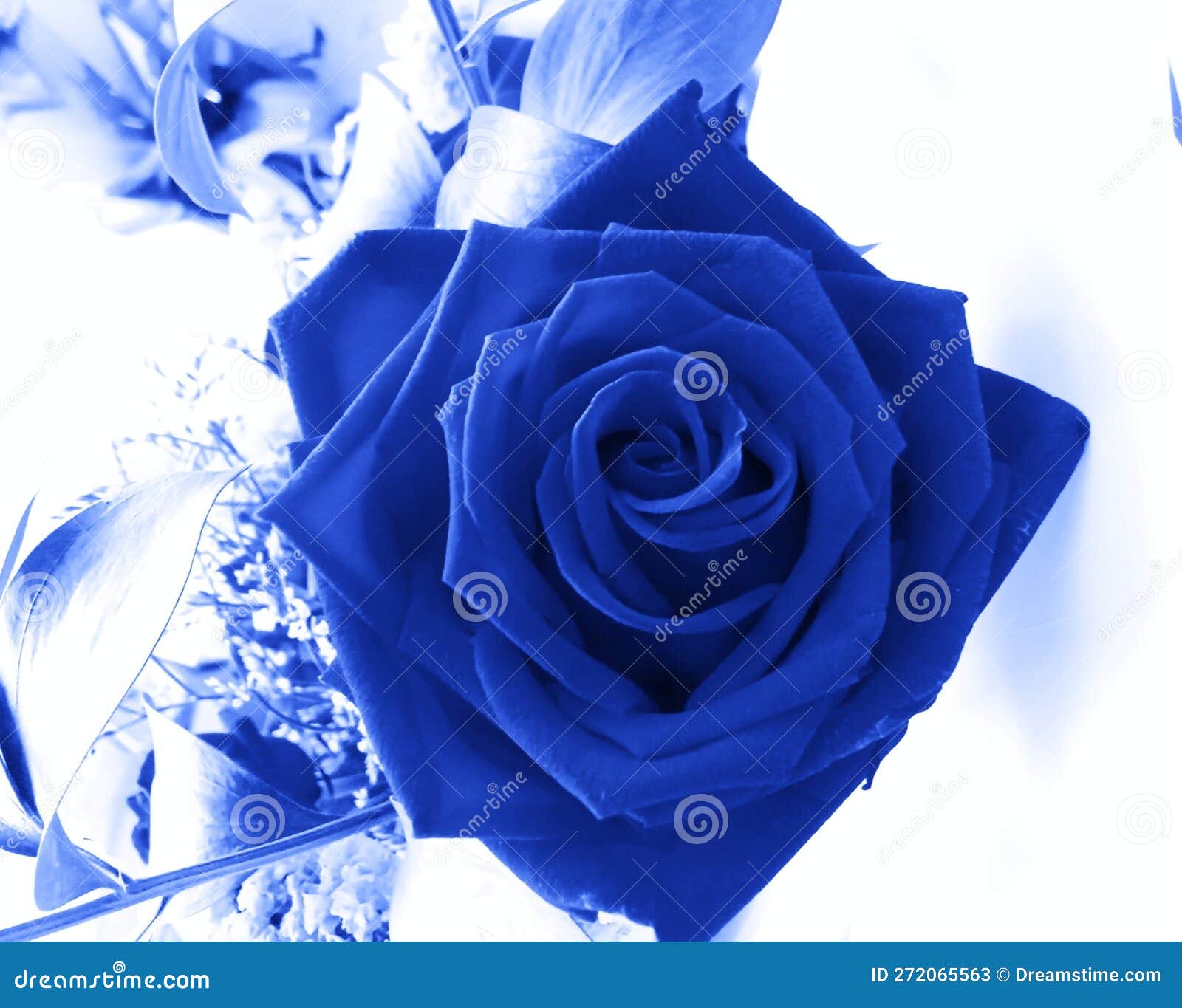 Abstract Beautiful Dark Blue Rose Flower. Dark Blue Roses for the ...