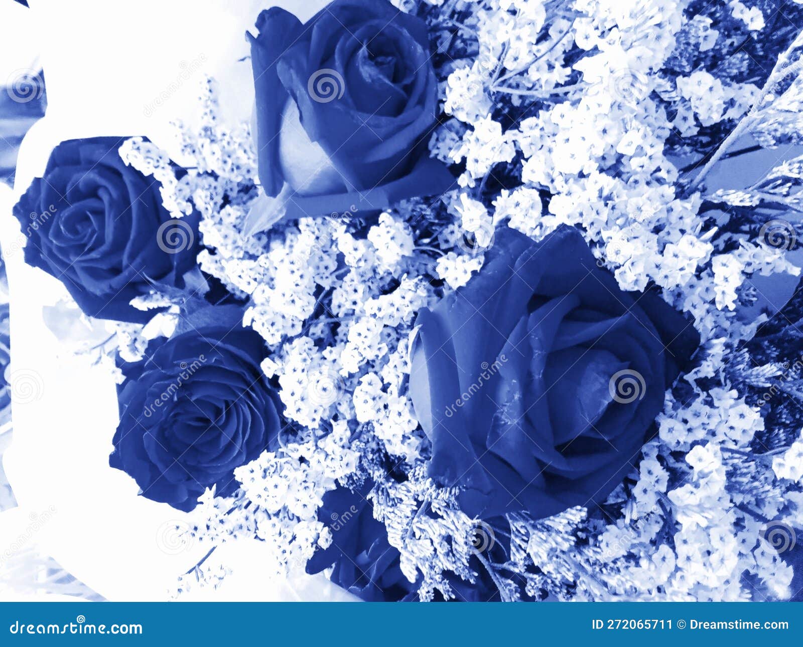 Abstract Beautiful Dark Blue Rose Flower. Dark Blue Roses for the ...